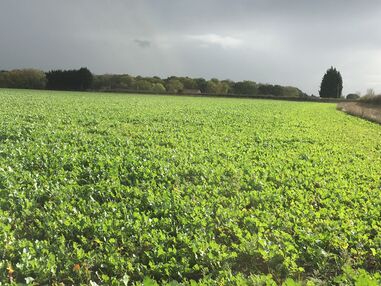 Working with farmers - cover crops | Nottinghamshire Wildlife Trust